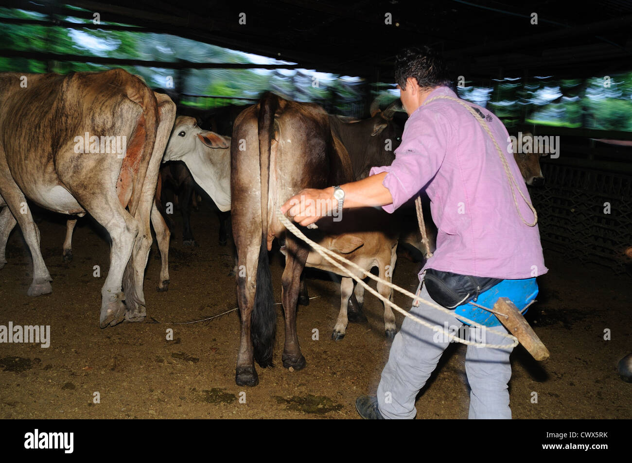 Milking cows in RIVERA . Department of Huila. COLOMBIA Stock Photo - Alamy