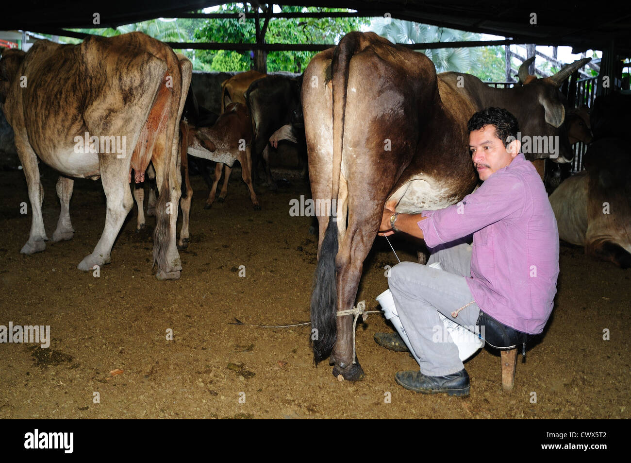 Milking cows in RIVERA . Department of Huila. COLOMBIA Stock Photo - Alamy