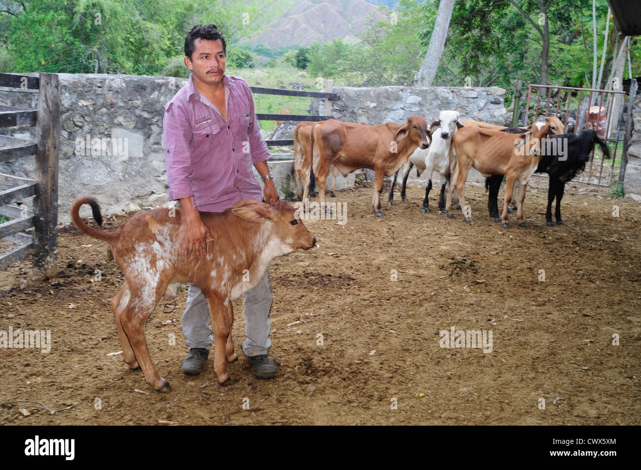 Milking cows in RIVERA . Department of Huila. COLOMBIA Stock Photo - Alamy