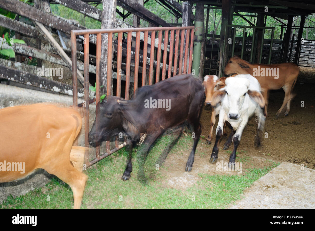 Milking cows in RIVERA . Department of Huila. COLOMBIA Stock Photo - Alamy