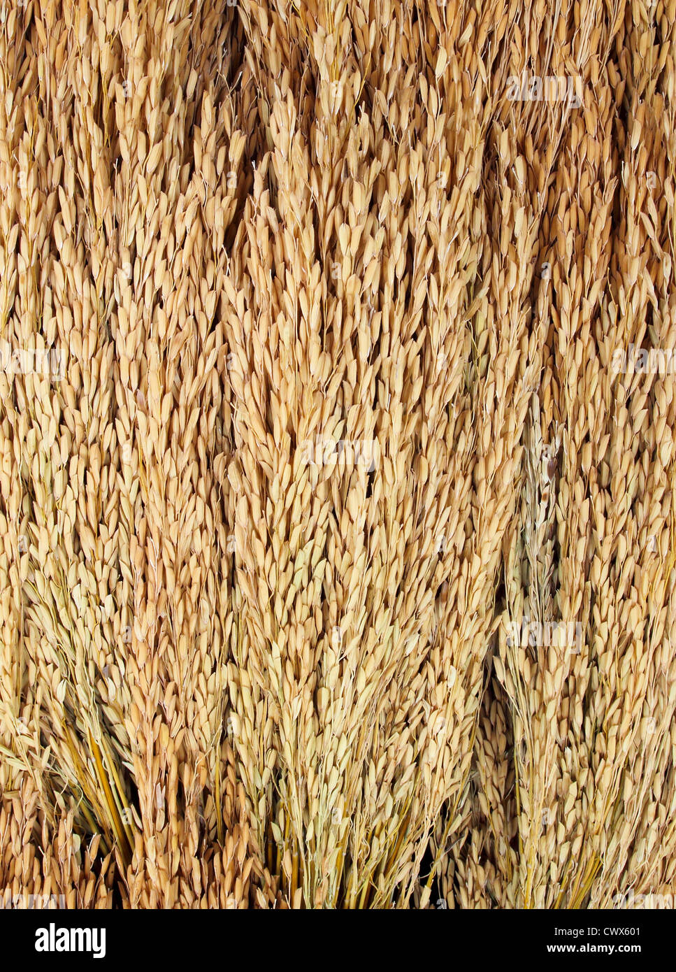 Golden rice hi-res stock photography and images - Alamy