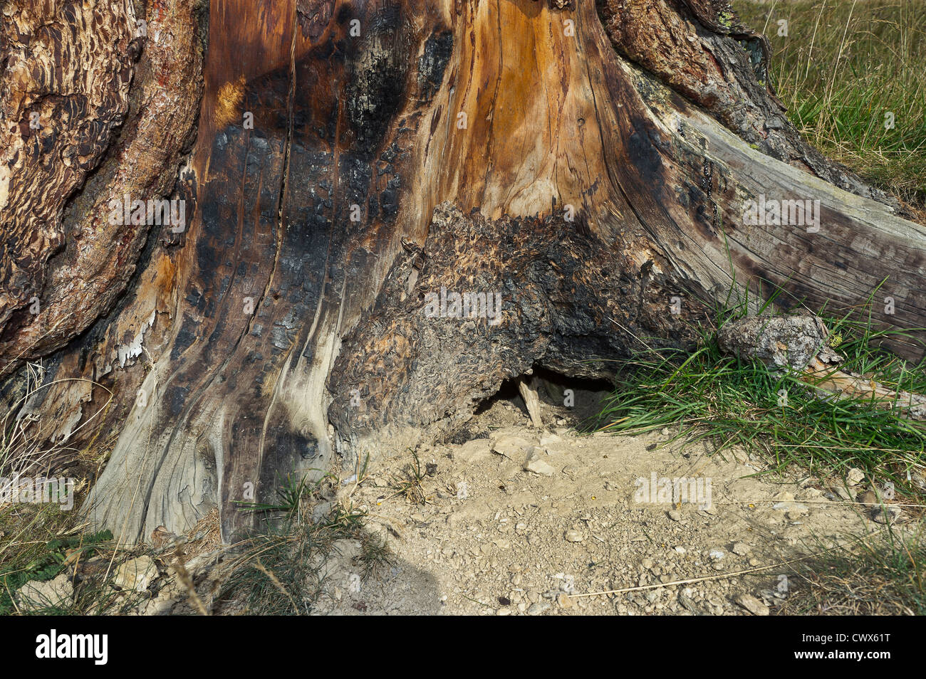 Under The Roots High Resolution Stock Photography and Images - Alamy