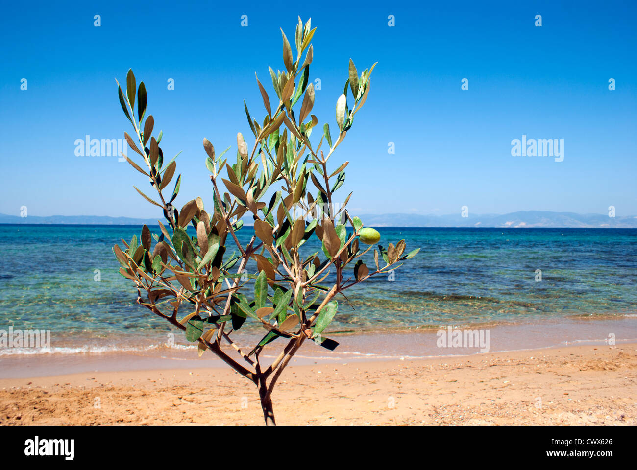 Small green olive tree near the beach, Greece Stock Photo - Alamy
