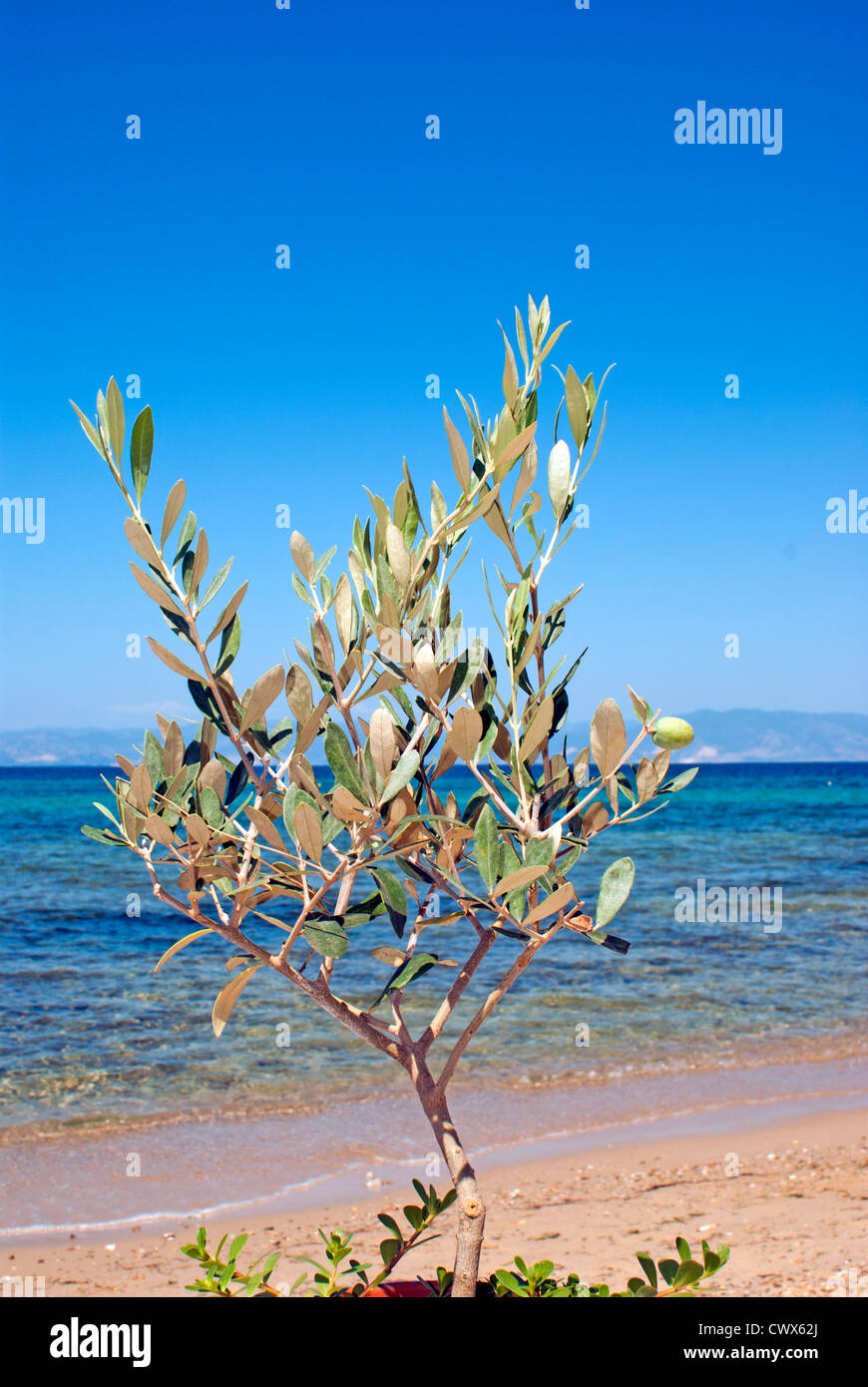 Santorini olive tree branch hi-res stock photography and images - Alamy