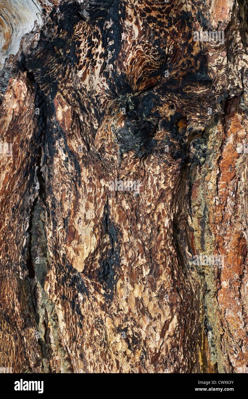 details of a larch's bark Stock Photo - Alamy
