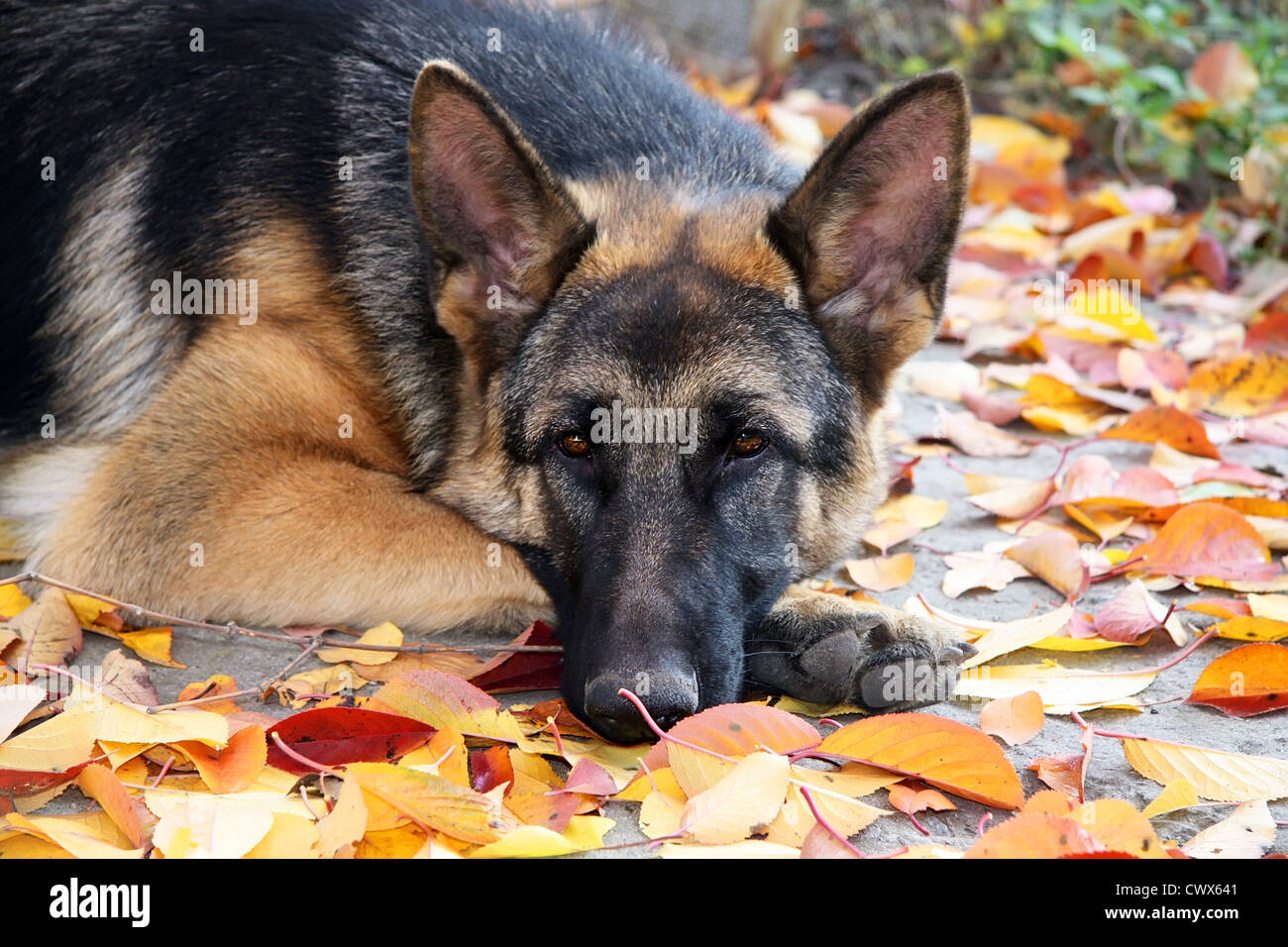 dog breed German shepherd lying on the autumn leaves and a thoughtful ...