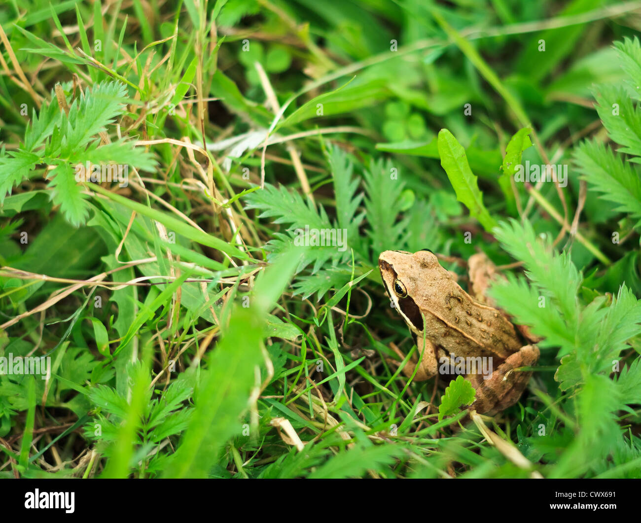 Frog Peeking Out From Behind The Grass Stock Photo - Alamy