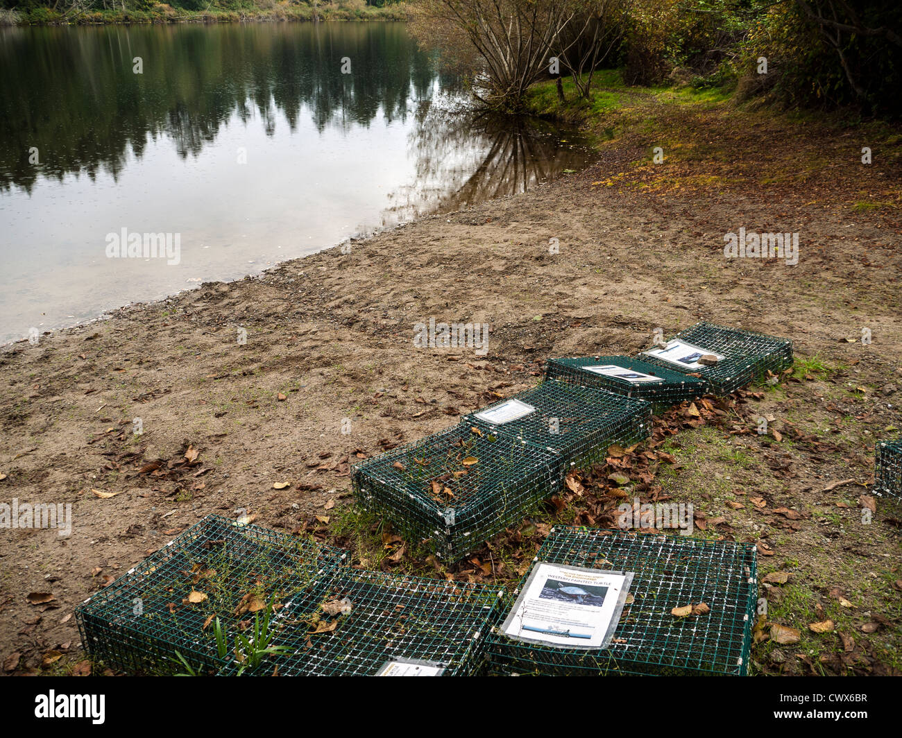 Crates protecting nest sites of Western Painted Turtles at Stowell Lake ...