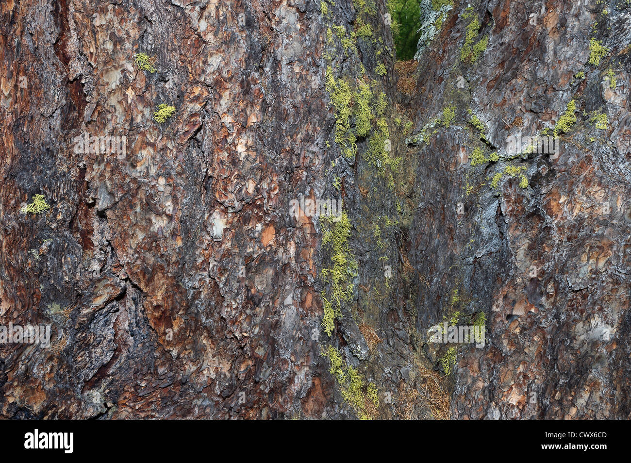 Italy lichens hi-res stock photography and images - Alamy
