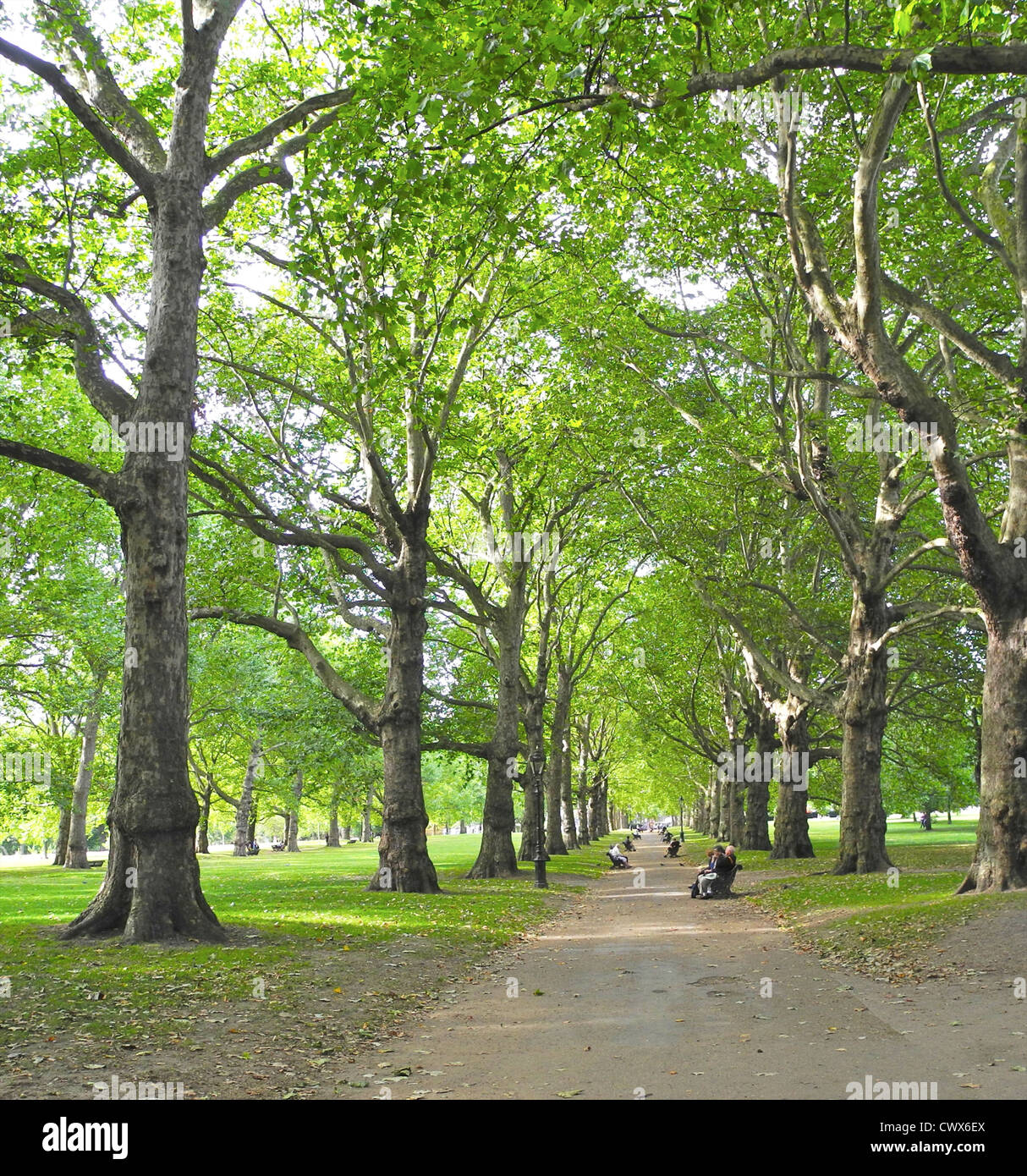 Green Park near Buckingham Palace is one of London' Royal Parks ...