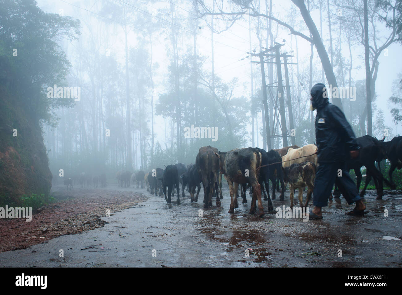 Indian cowboy hi-res stock photography and images - Alamy