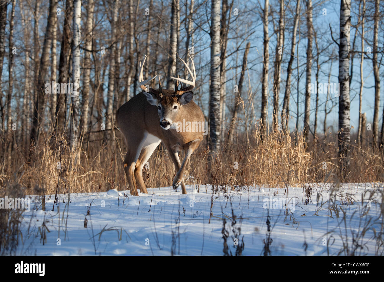 White-tailed deer in winter Stock Photo - Alamy