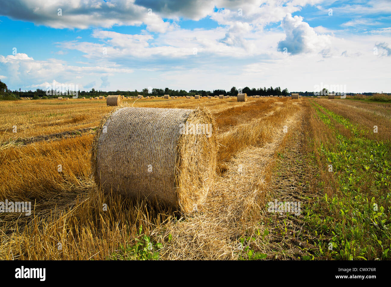 Rye is bended to ball for better storage Stock Photo - Alamy