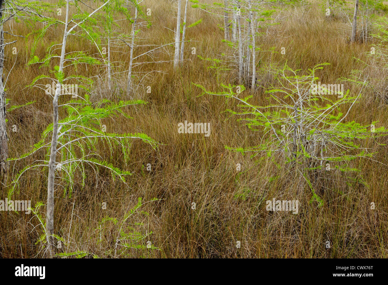 Dwarf cypress trees in spring, Big Cypress National Preserve, Florida ...