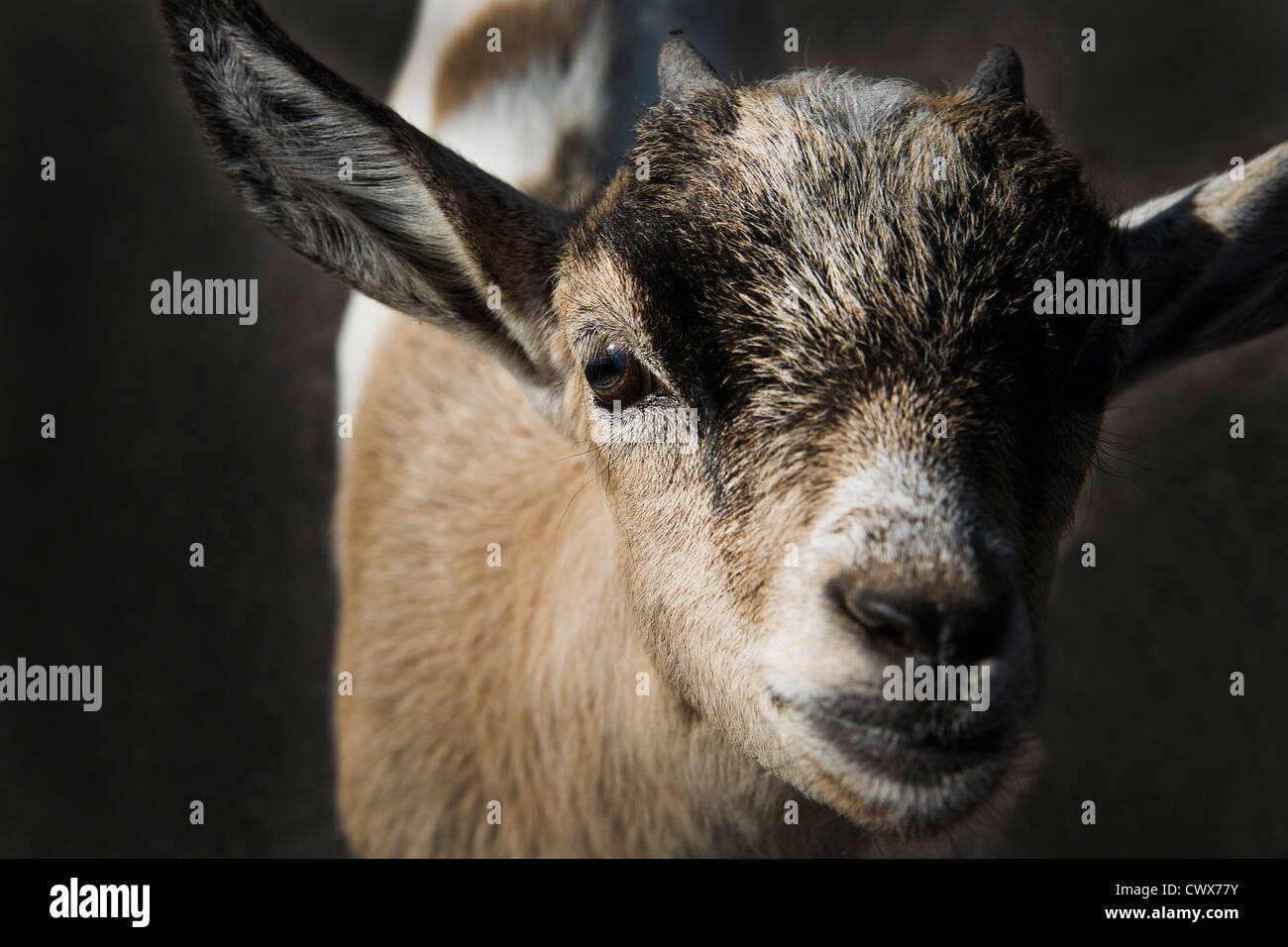 Zoo animal curious horns goat hi-res stock photography and images - Alamy