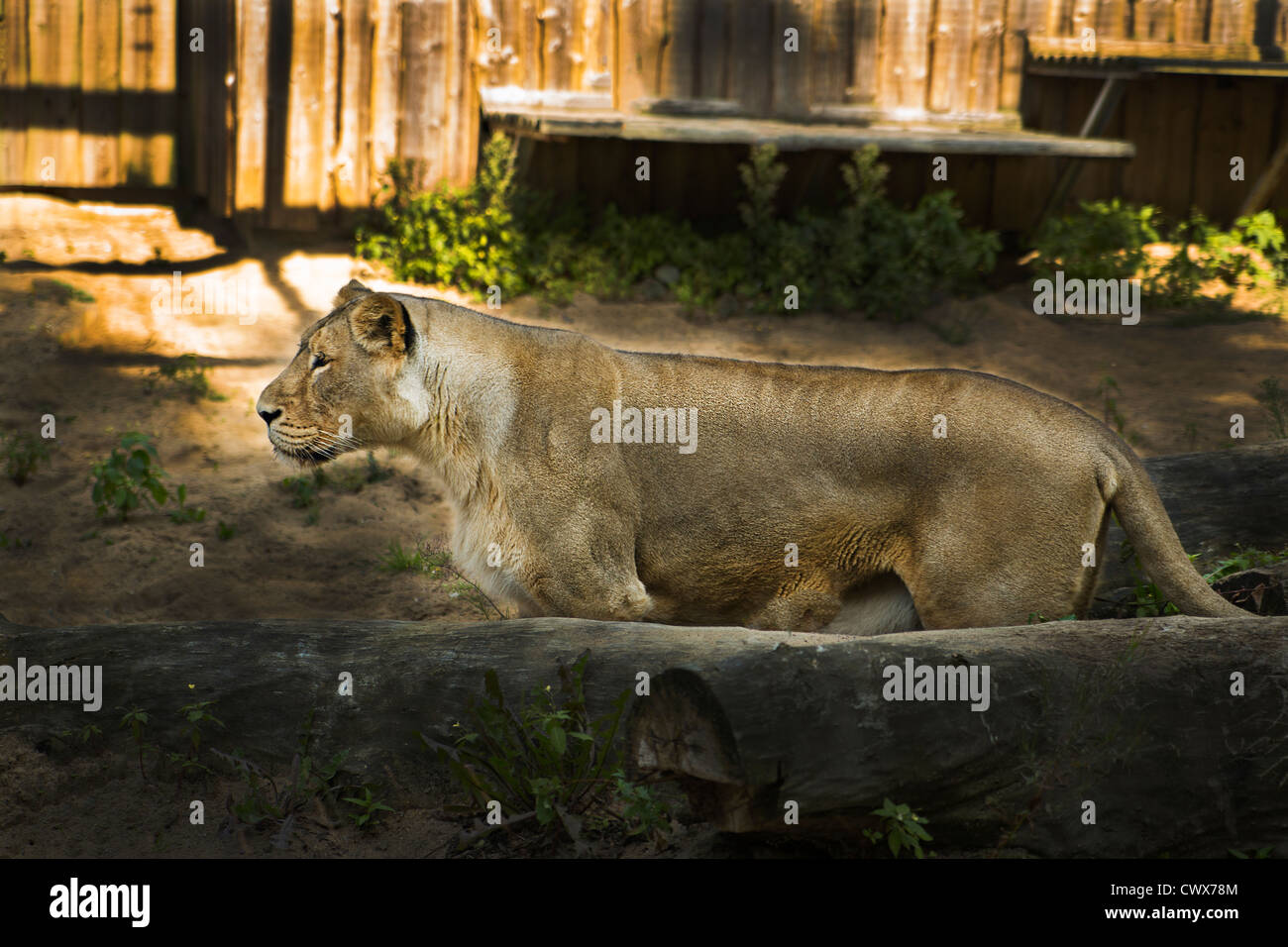 Young female lion is moving somewhere without purpose Stock Photo - Alamy