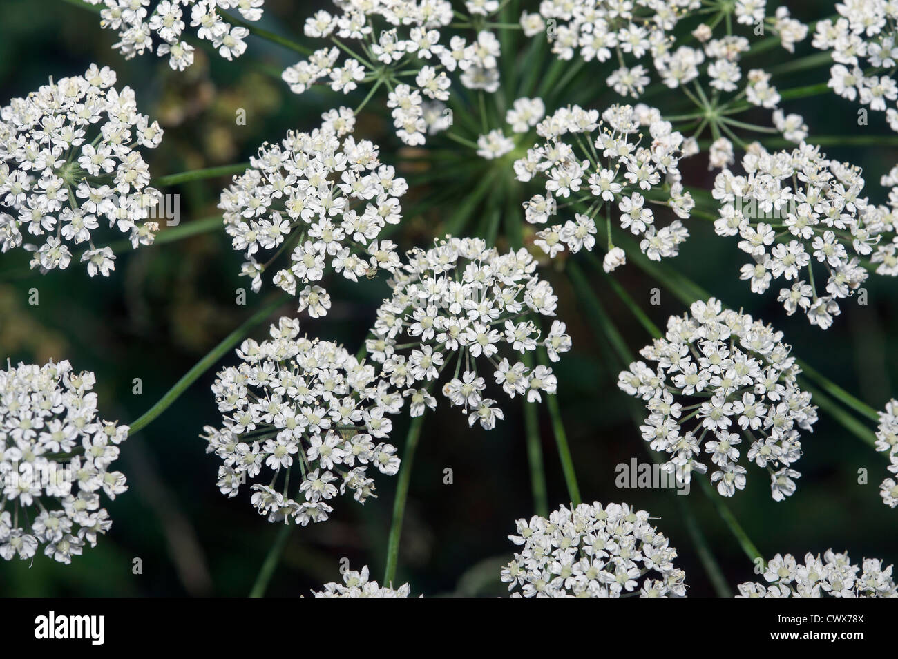 white flowers of an Umbellifera Stock Photo - Alamy
