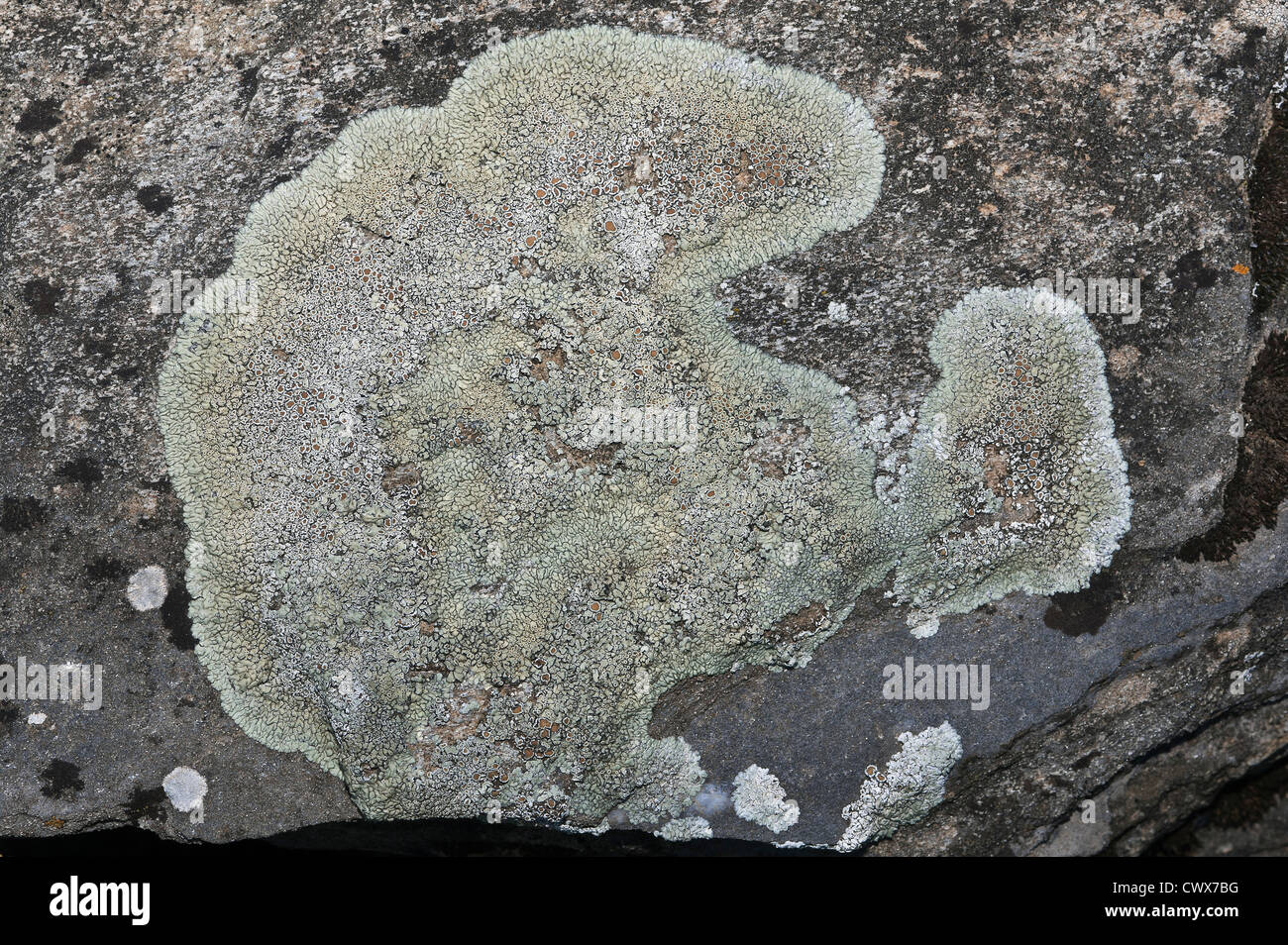 Black lichens on rock hi-res stock photography and images - Alamy