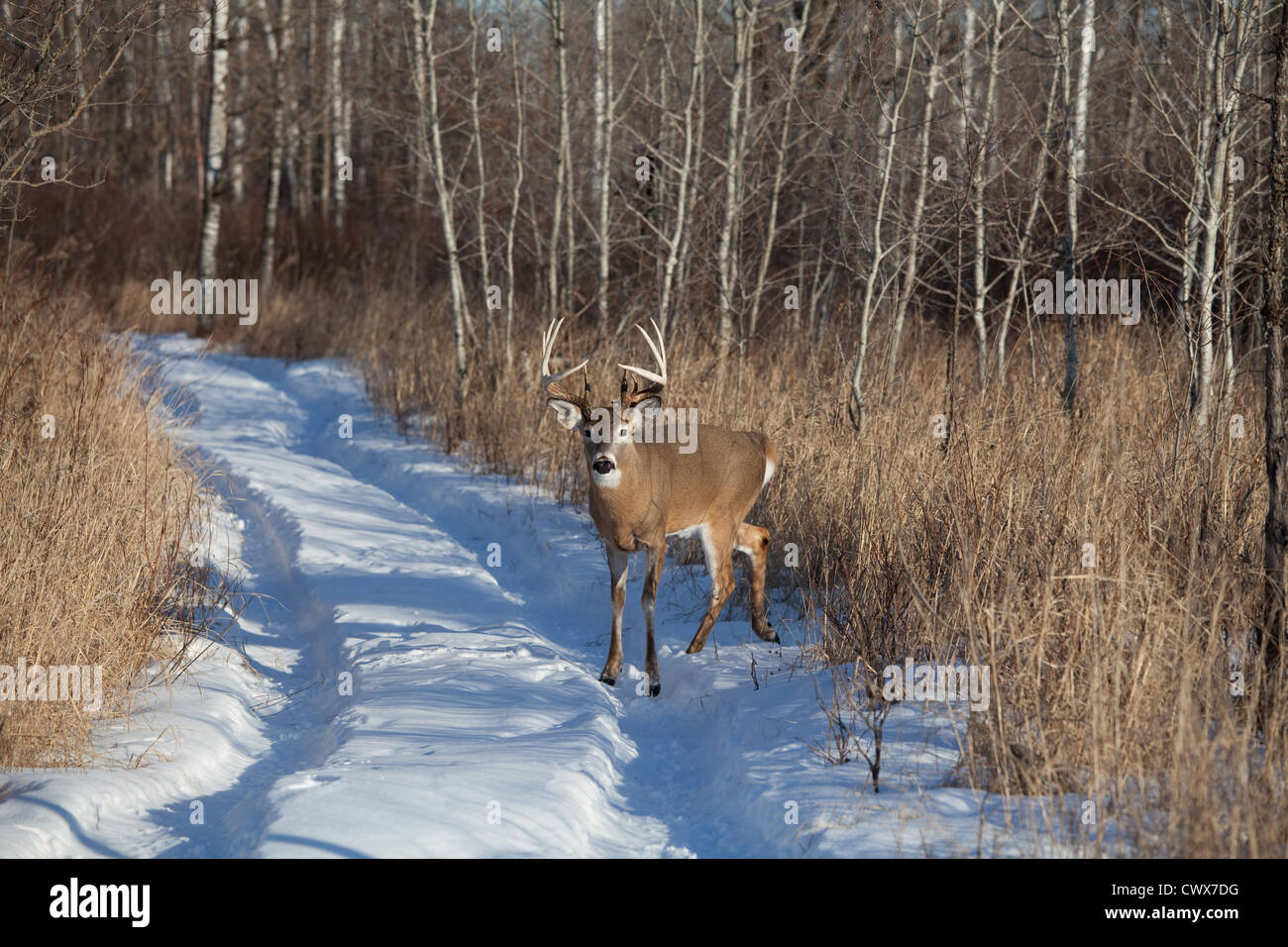 Deer tracks in snow hi-res stock photography and images - Alamy