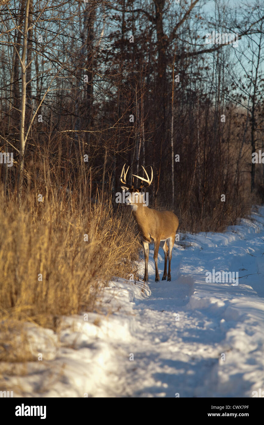 White-tailed deer in winter Stock Photo - Alamy