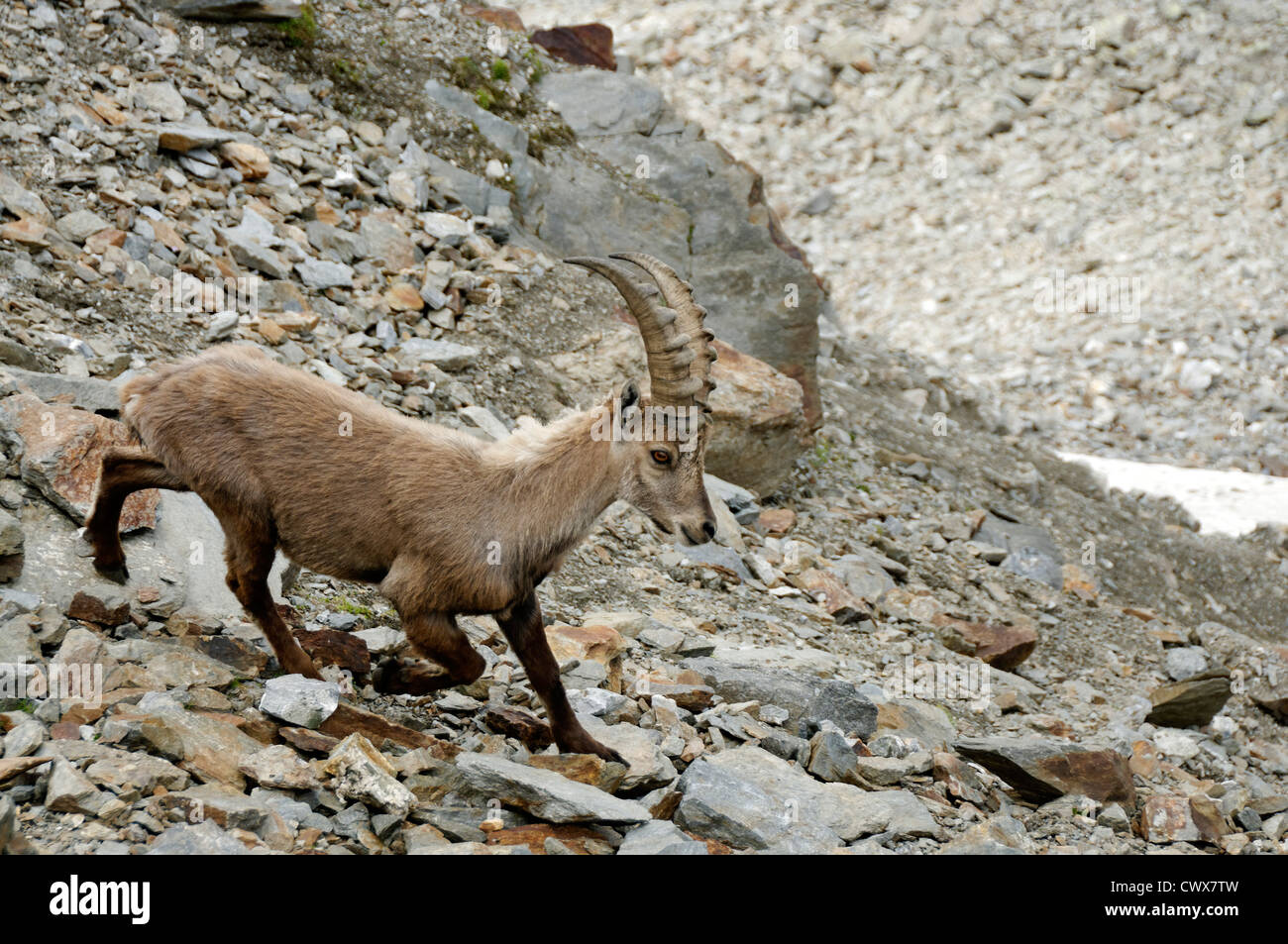 Mont blanc animal hi-res stock photography and images - Alamy