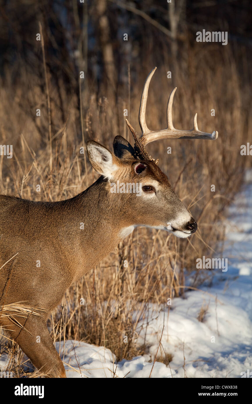 White-tailed deer in winter Stock Photo - Alamy