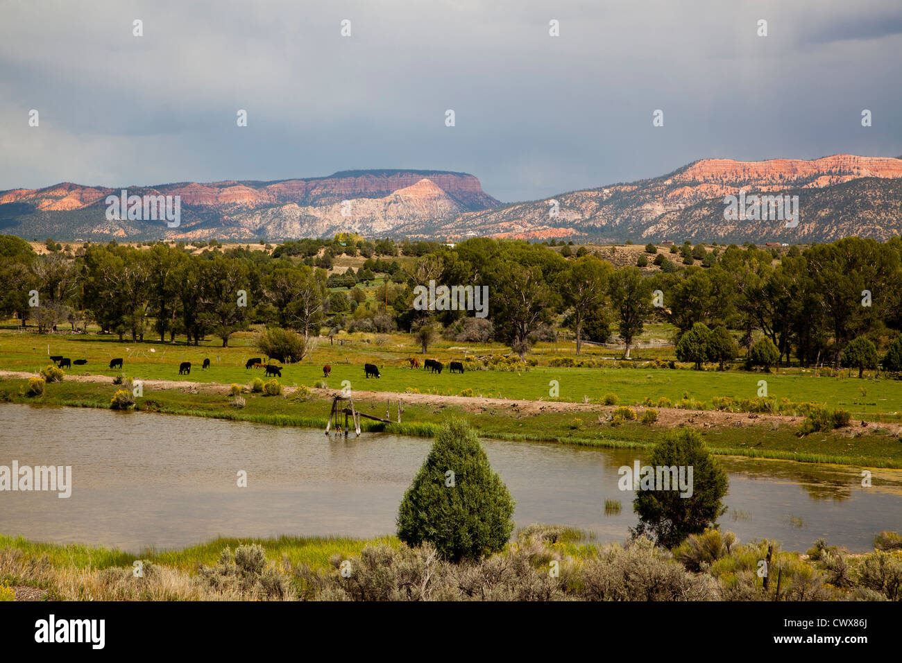 Cows Grazing, Hatch, Utah, United States of America Stock Photo - Alamy
