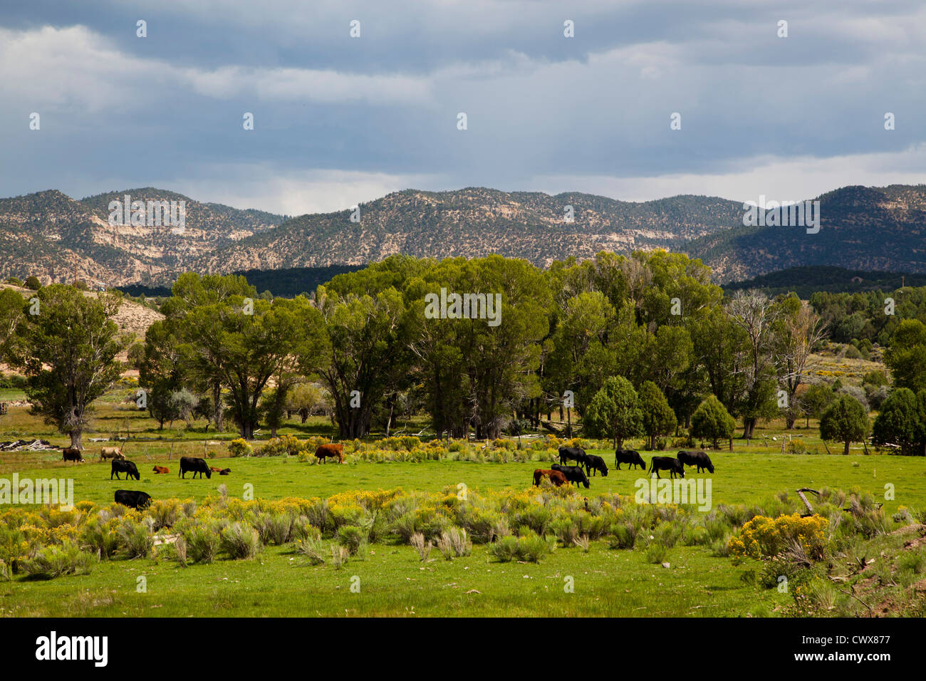 Cows Grazing, Hatch, Utah, United States of America Stock Photo - Alamy