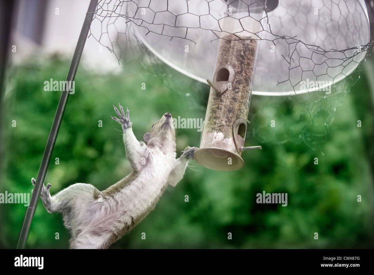 Urban grey squirrel trying to raid a birdseed feeder Stock Photo - Alamy