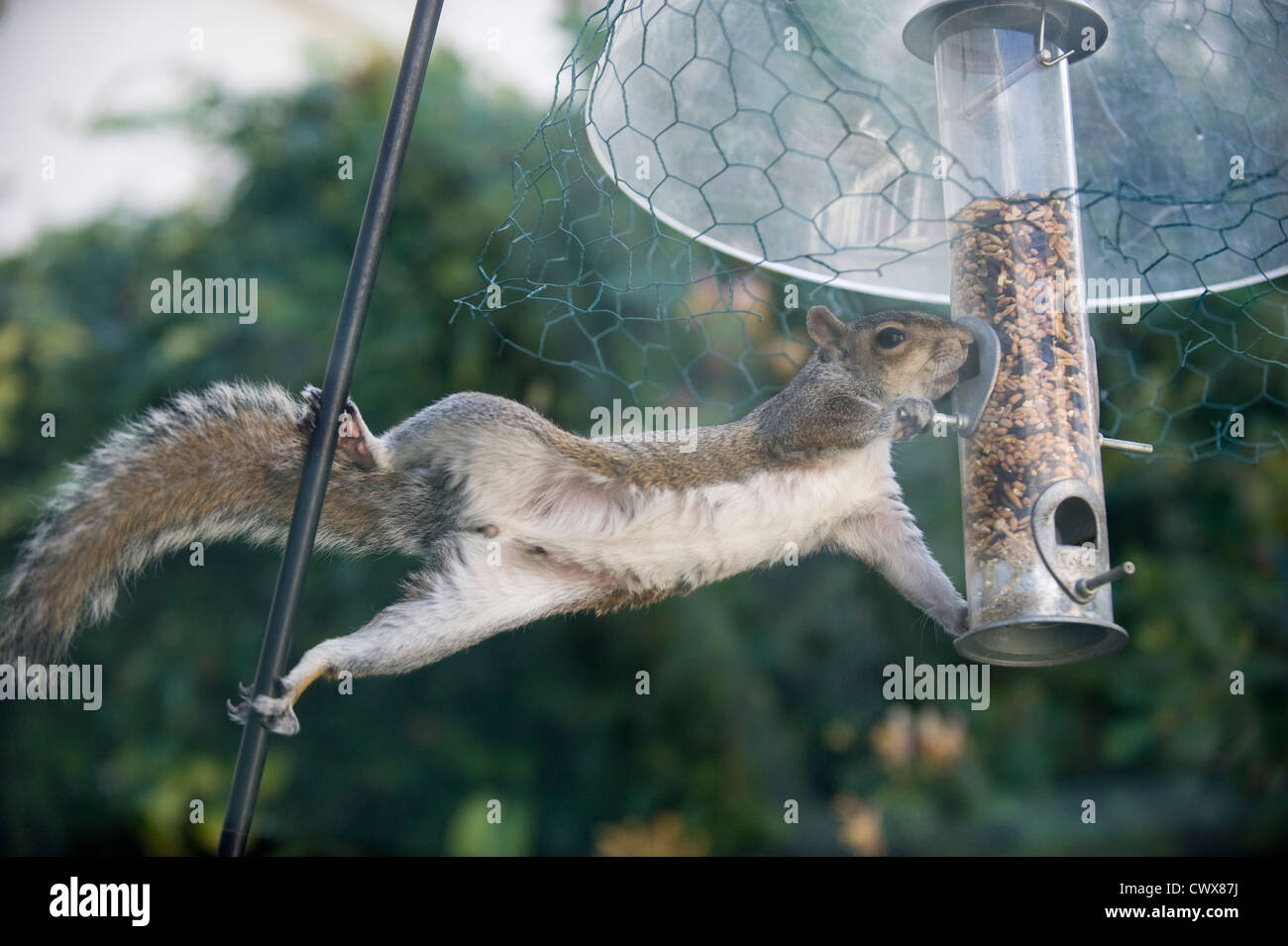 Urban grey squirrel stealing birdseed Stock Photo - Alamy