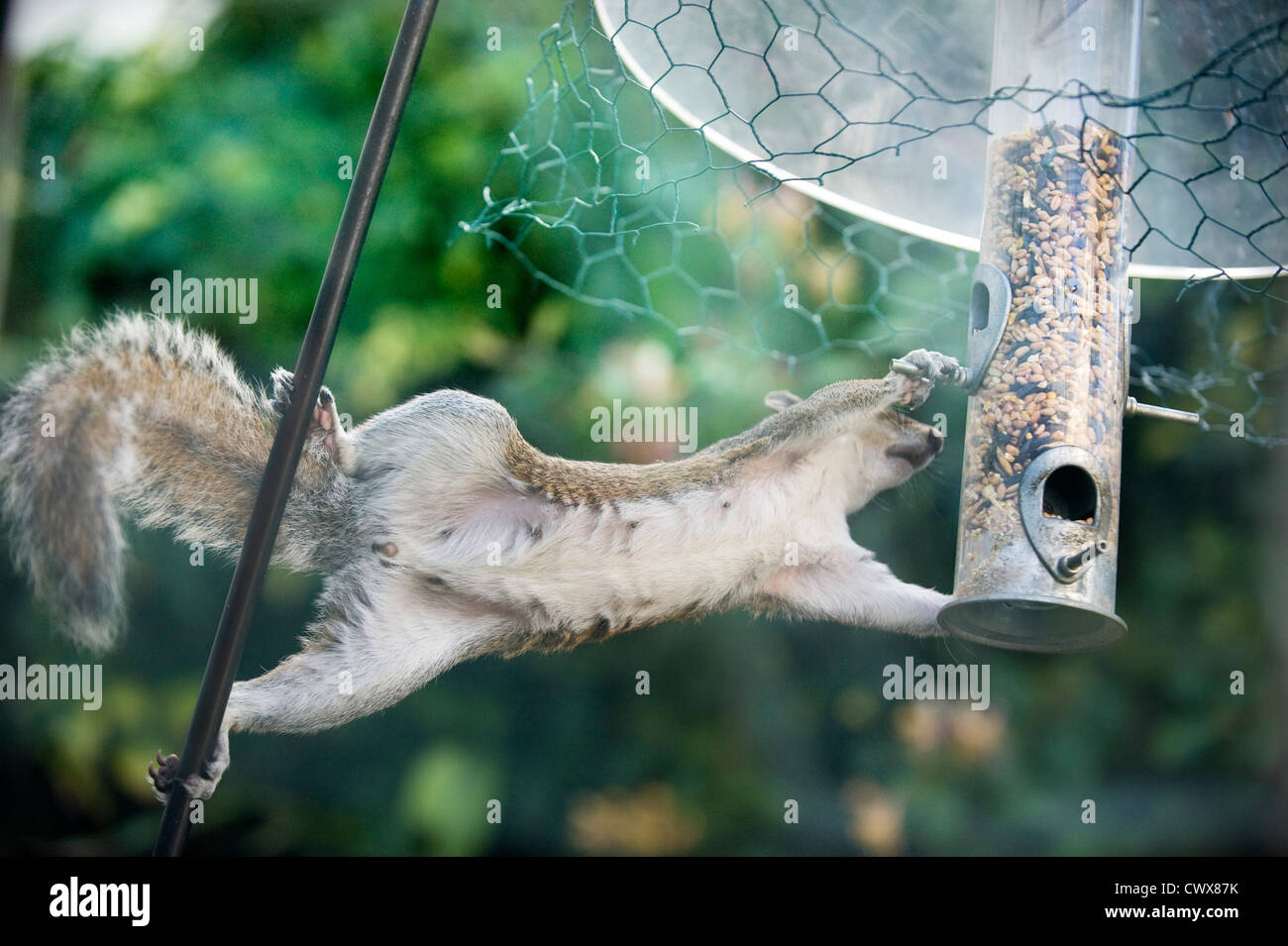 Urban grey squirrel stealing birdseed Stock Photo - Alamy