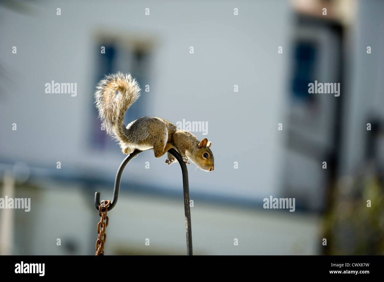 Invasive in garden hi-res stock photography and images - Alamy