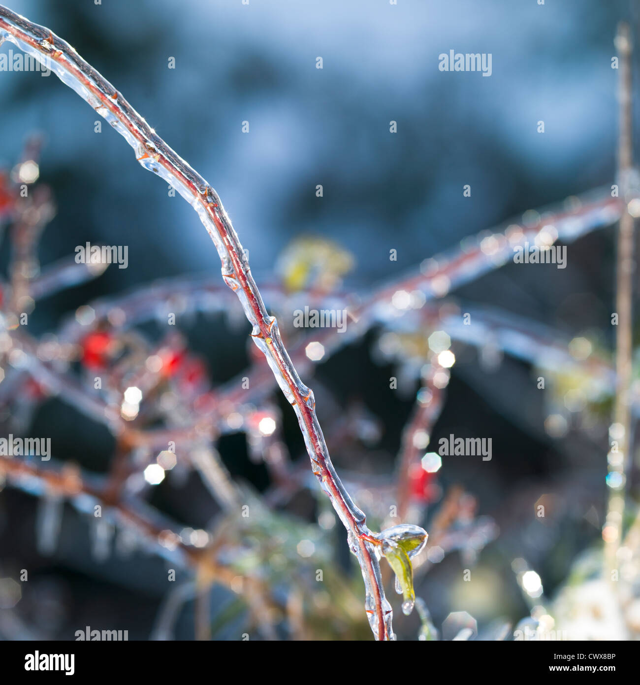 iced nature details after ice rain with details of dogrose (Rosa Canina ...