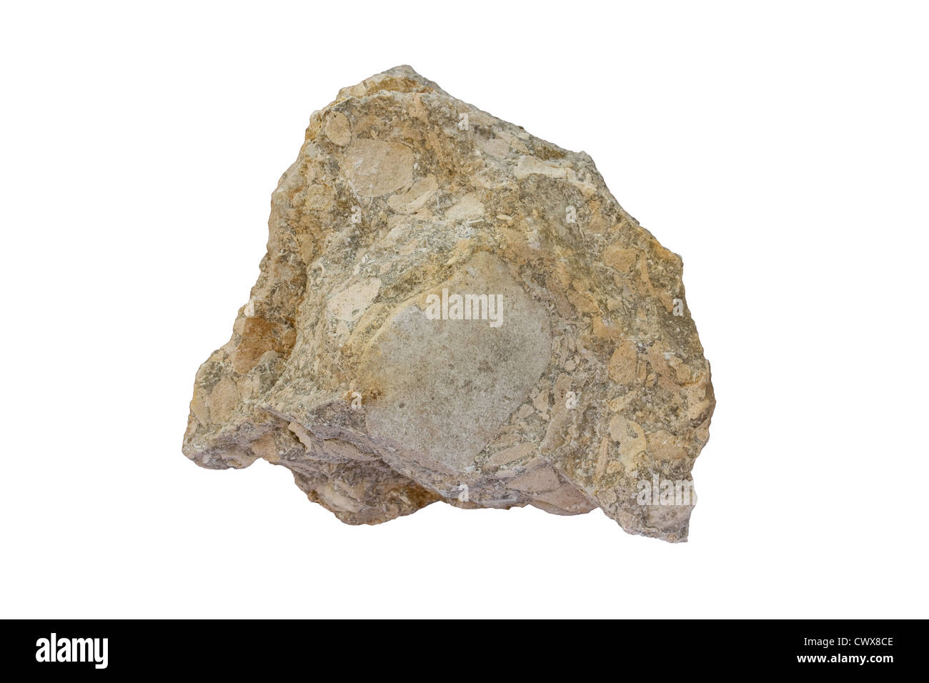 Tempestite from the Silurian of Estonia (storm deposit, limestone ...