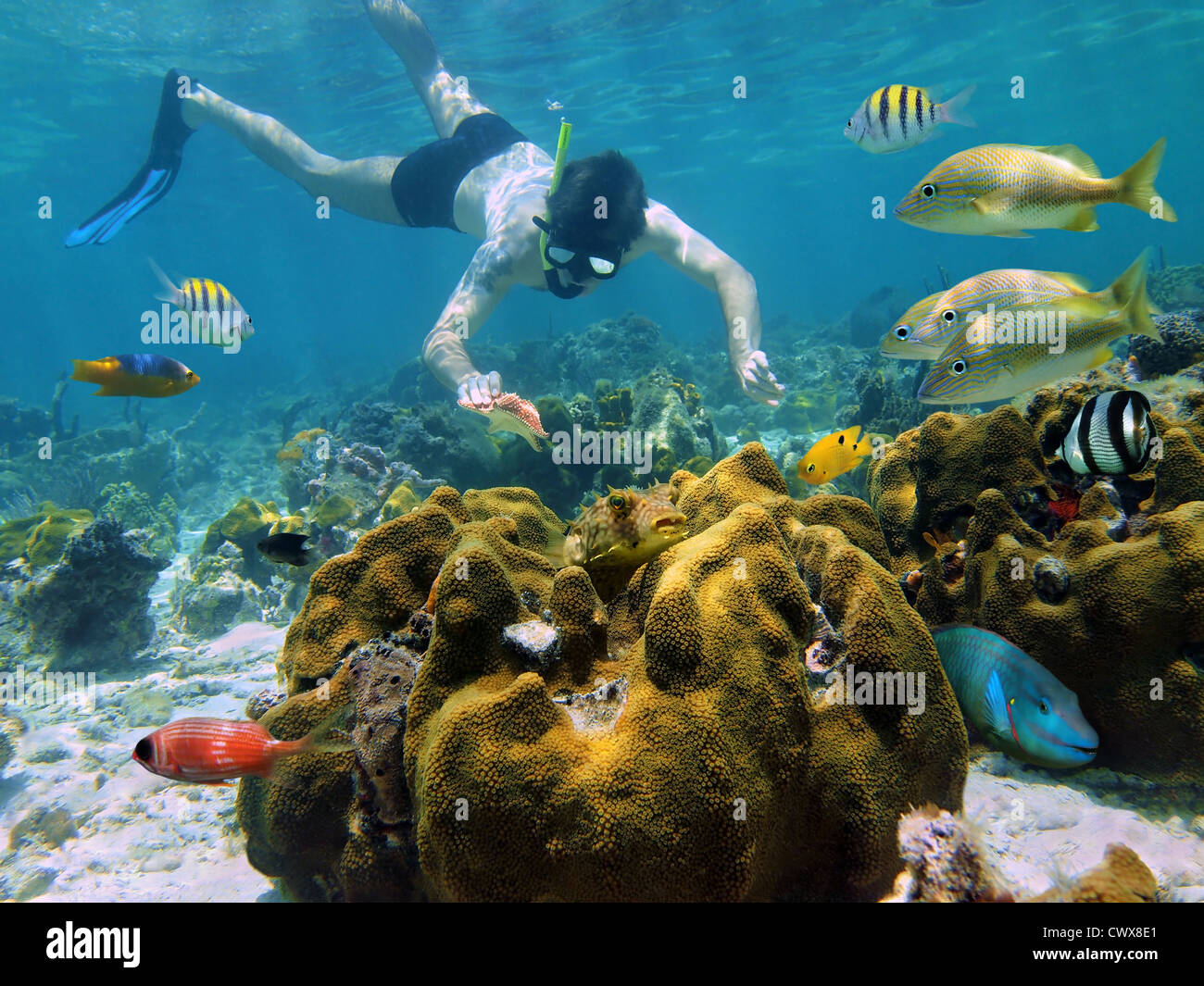 Man snorkeling underwater looks a starfish in a coral reef with ...