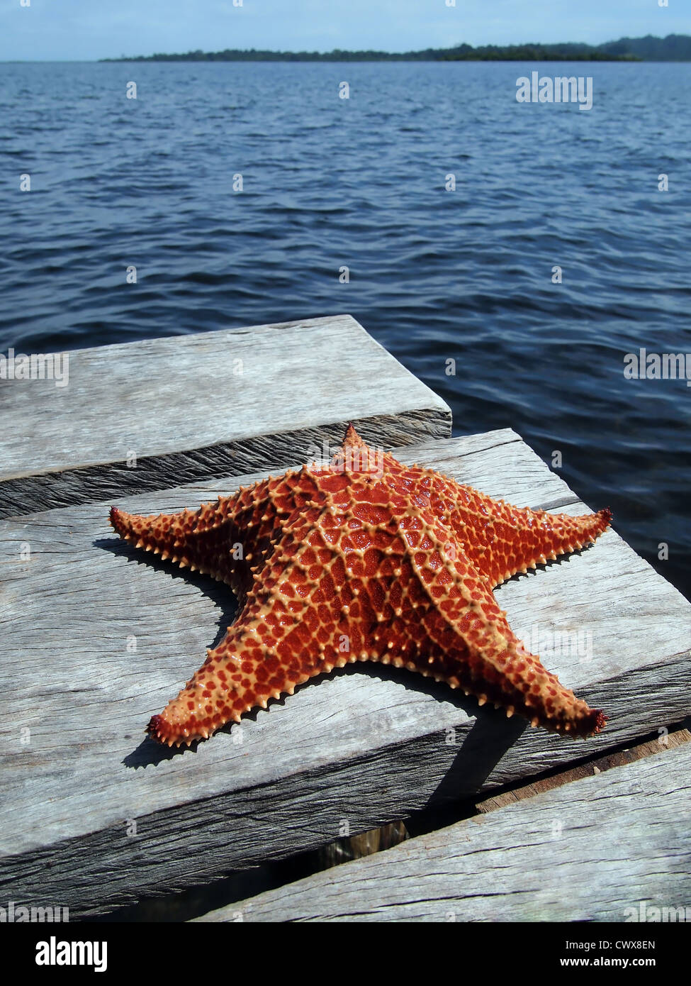 Red cushion starfish oreaster reticulatus hi-res stock photography and ...