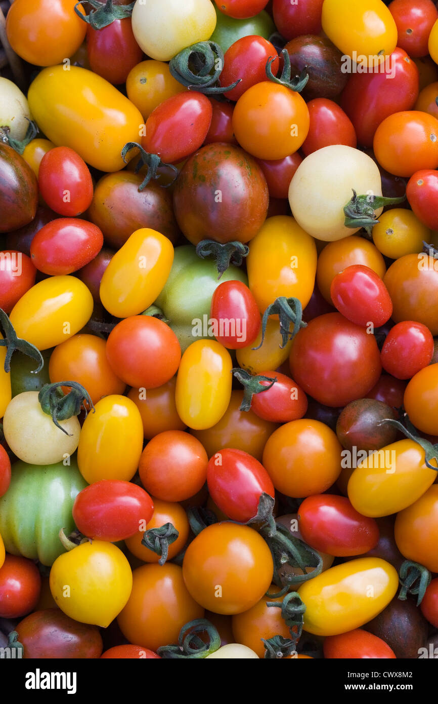 Lycopersicon esculentum botany hi-res stock photography and images - Alamy