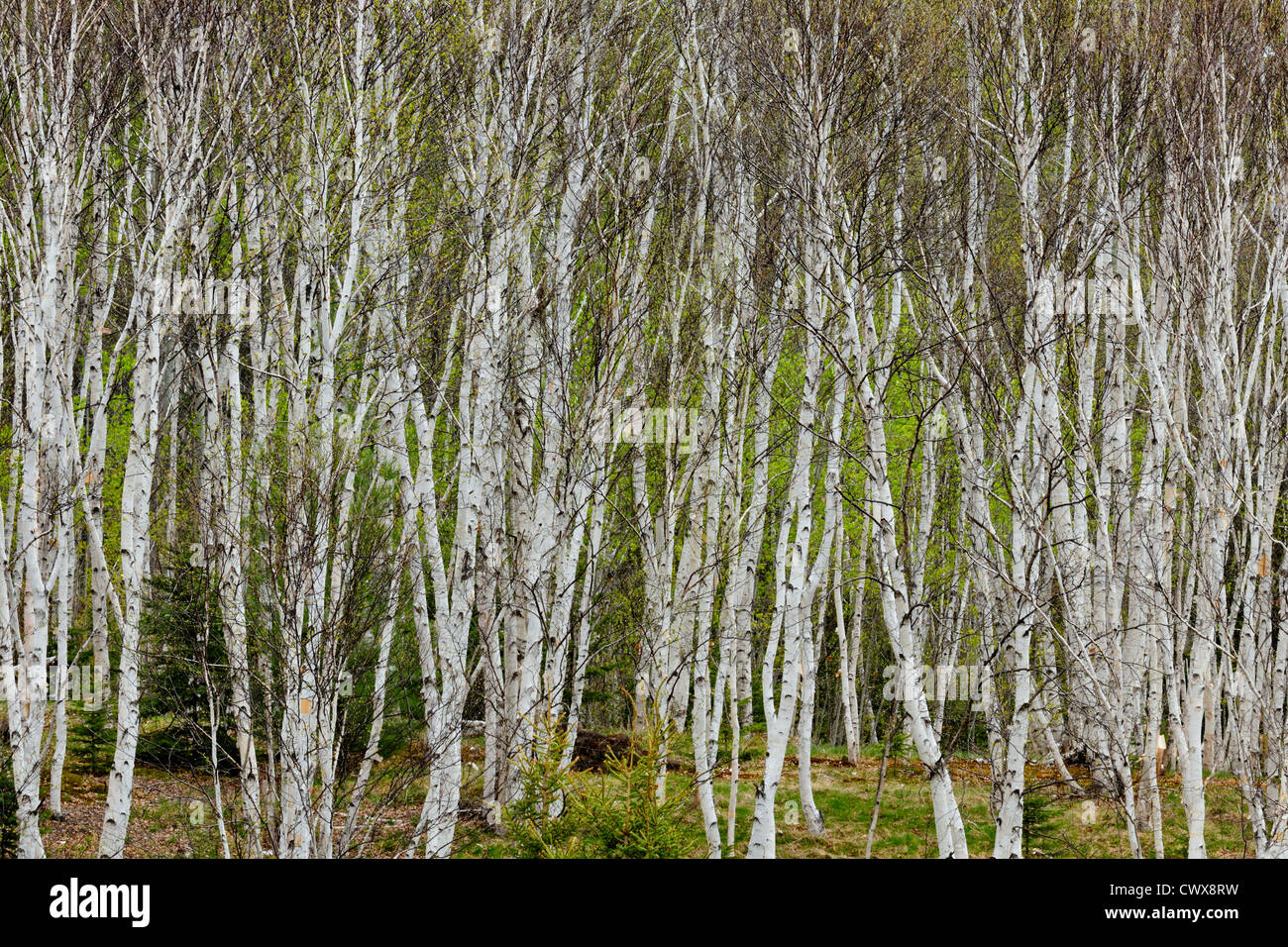 Hillside of birch trees in early spring, Greater Sudbury, Ontario ...
