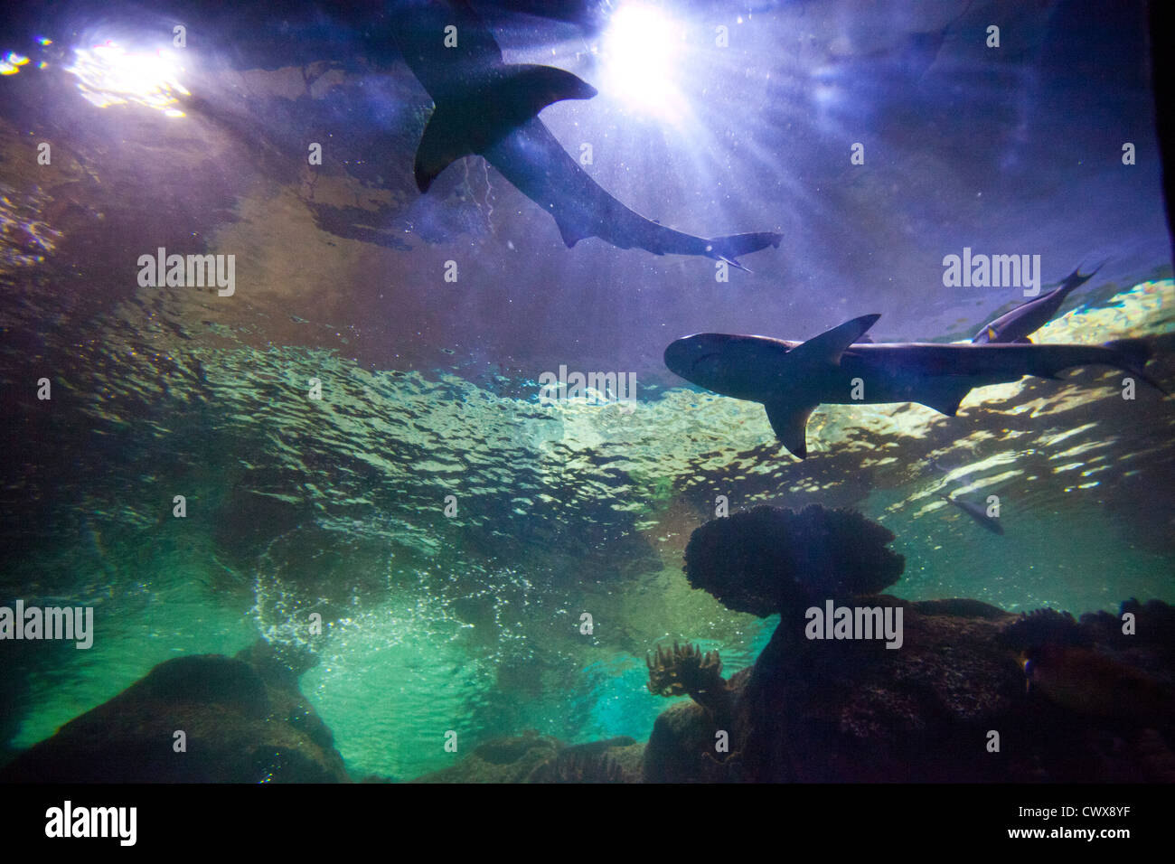 Shark Reef, Mandalay Bay, Las Vegas, Nevada, United States of America ...