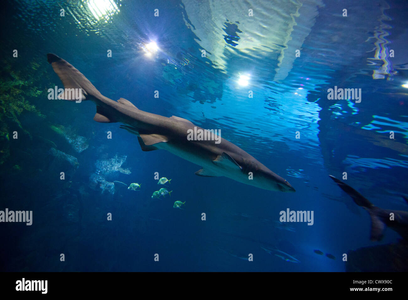 Shark Reef, Mandalay Bay, Las Vegas, Nevada, United States of America ...