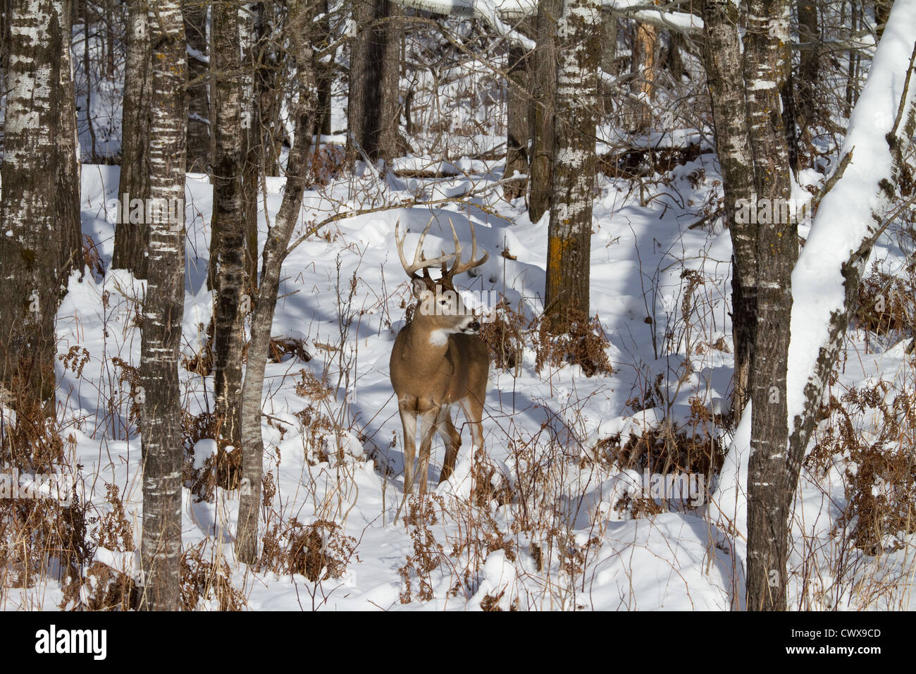 White-tailed deer in winter Stock Photo - Alamy