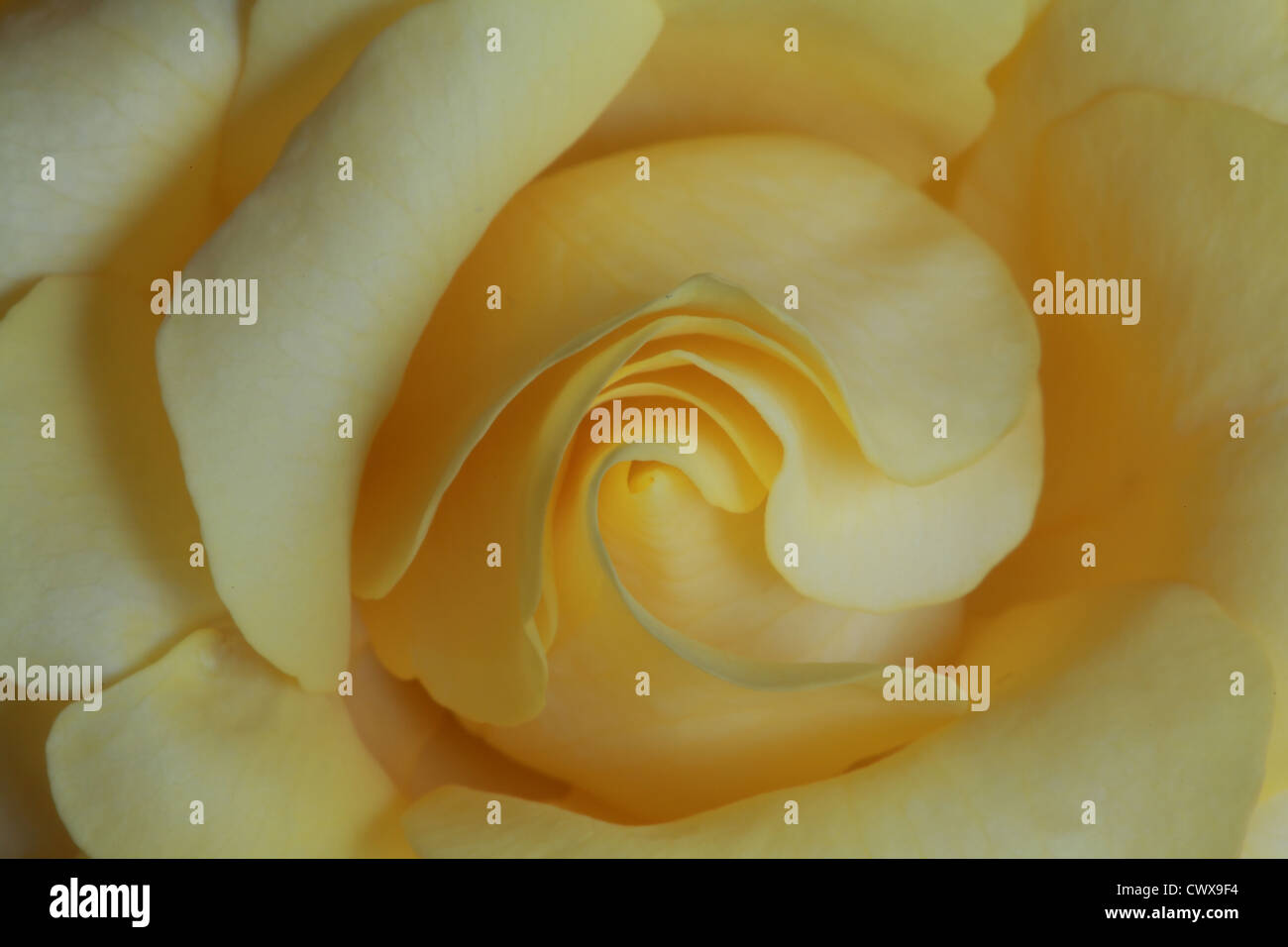 Classic Yellow Rose Stock Photo - Alamy