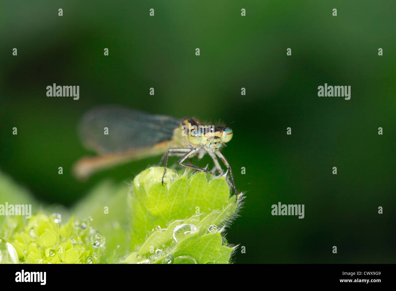 Female Common Blue Damselfly Enallagma Cyathigerum Stock Photo - Alamy Female Common Blue Damselfly Enallagma Cyathigerum Stock Photo - Alamy