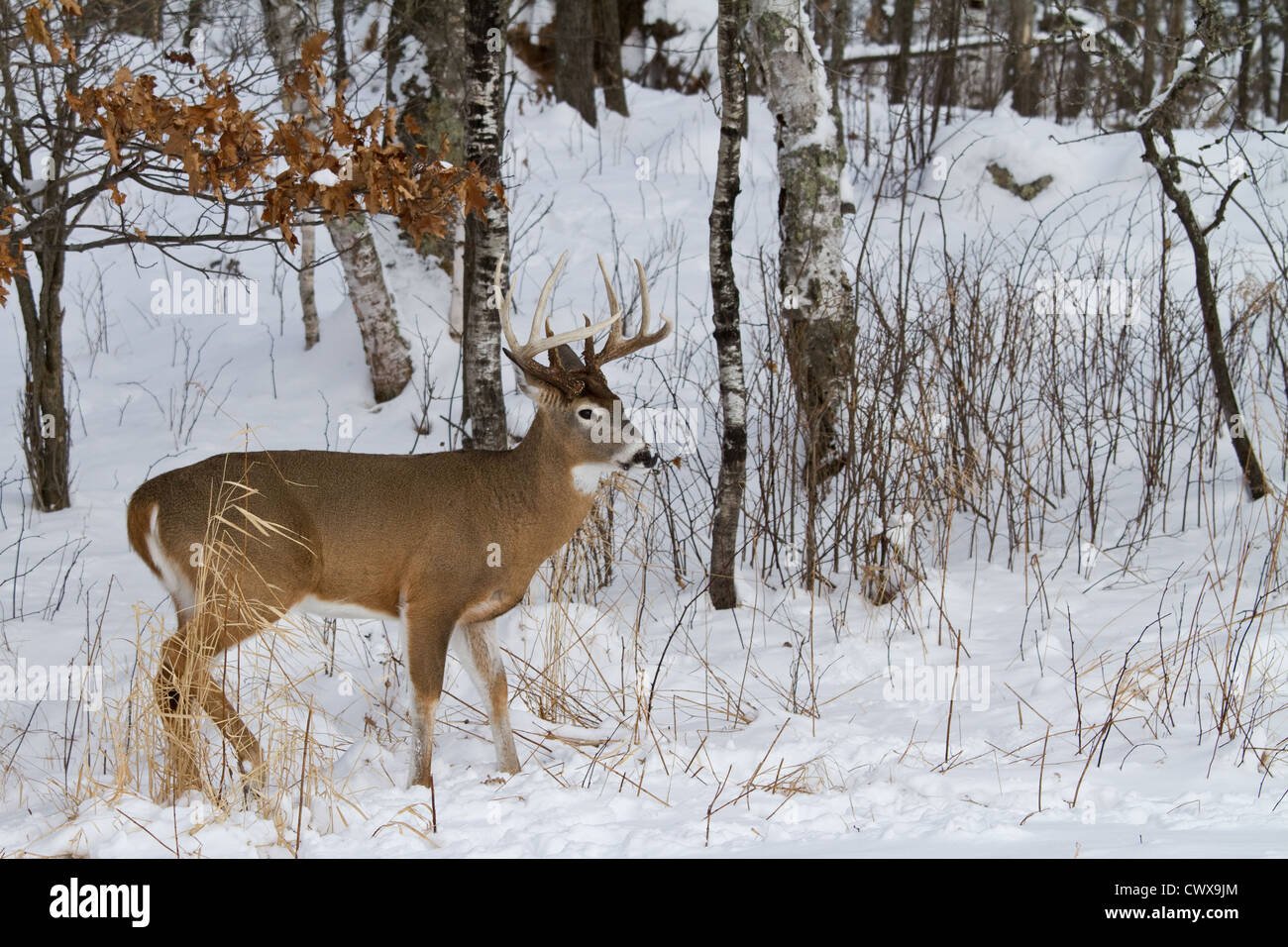 White-tailed deer in winter Stock Photo - Alamy