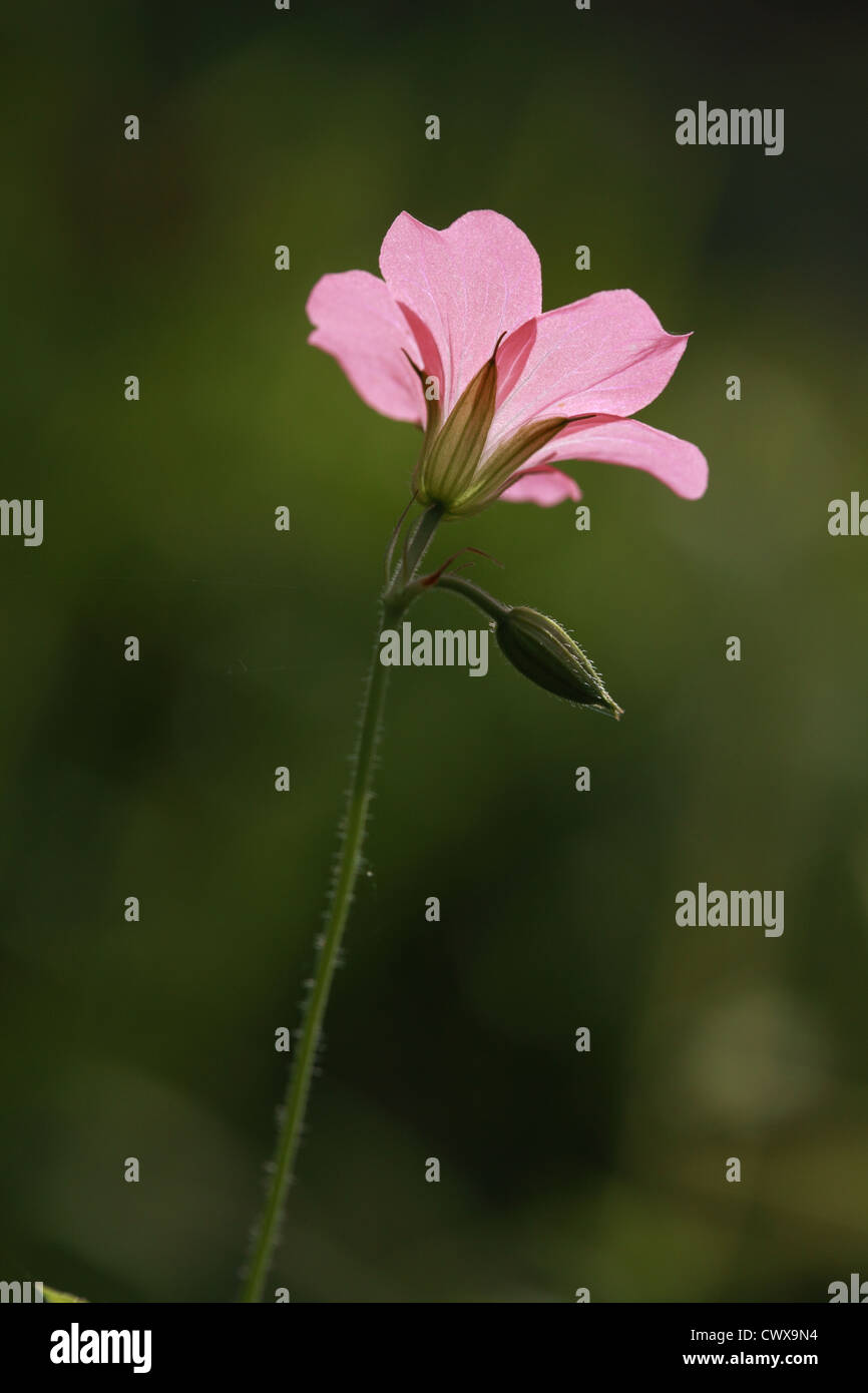 Hardy Geranium 'Wargrave Pink' (Geranium oxonianum Stock Photo - Alamy