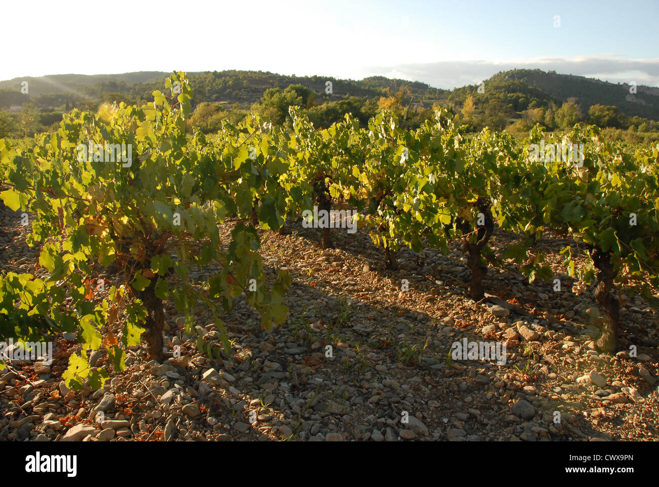 Languedoc wine region hi-res stock photography and images - Alamy