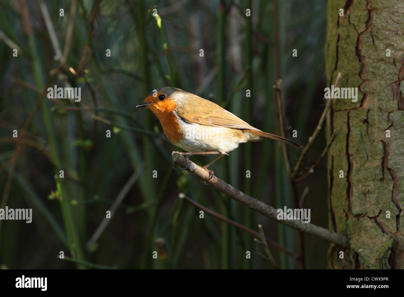 Fluffy robin hi-res stock photography and images - Alamy