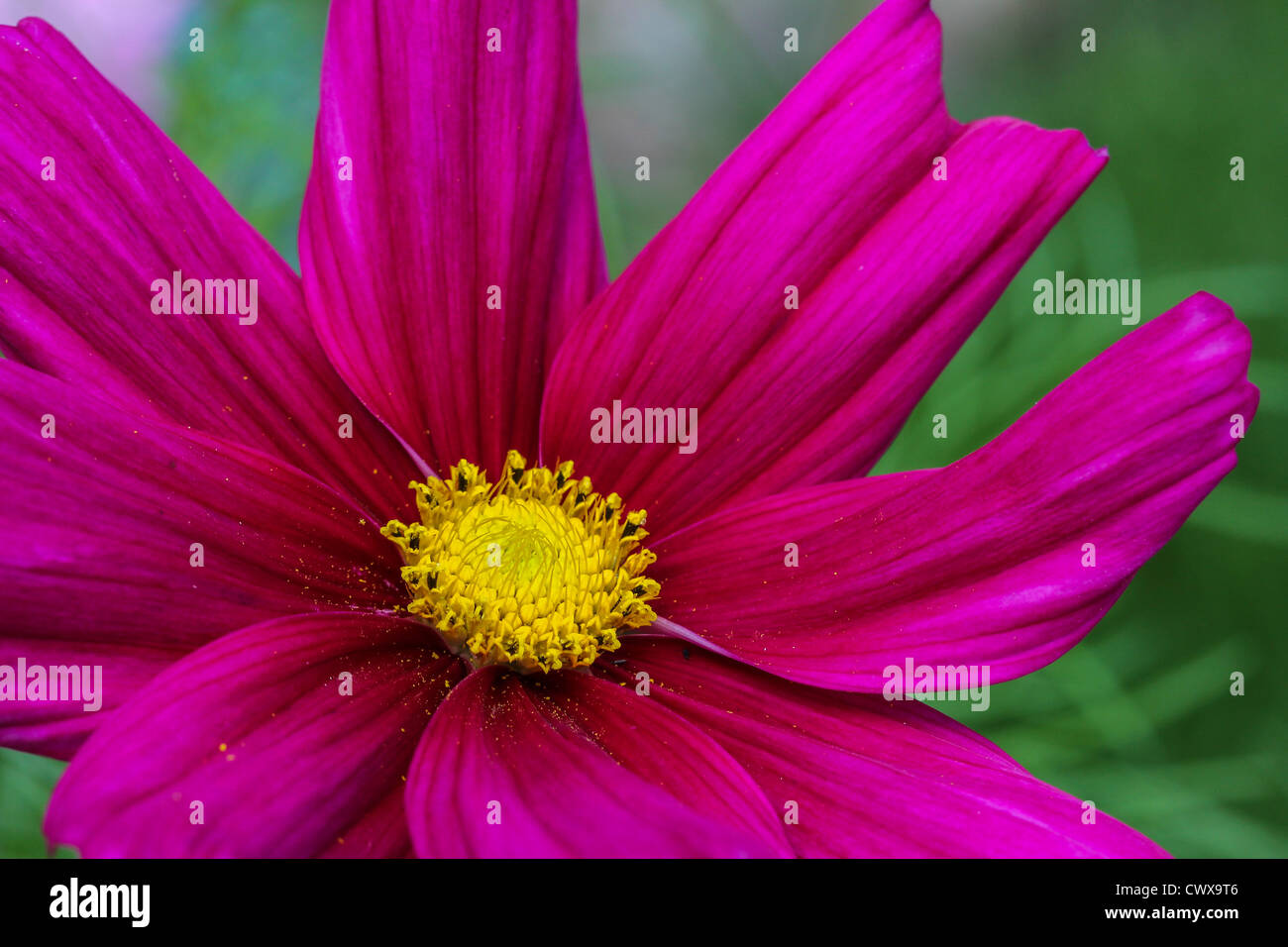 Cosmos flower hi-res stock photography and images - Alamy
