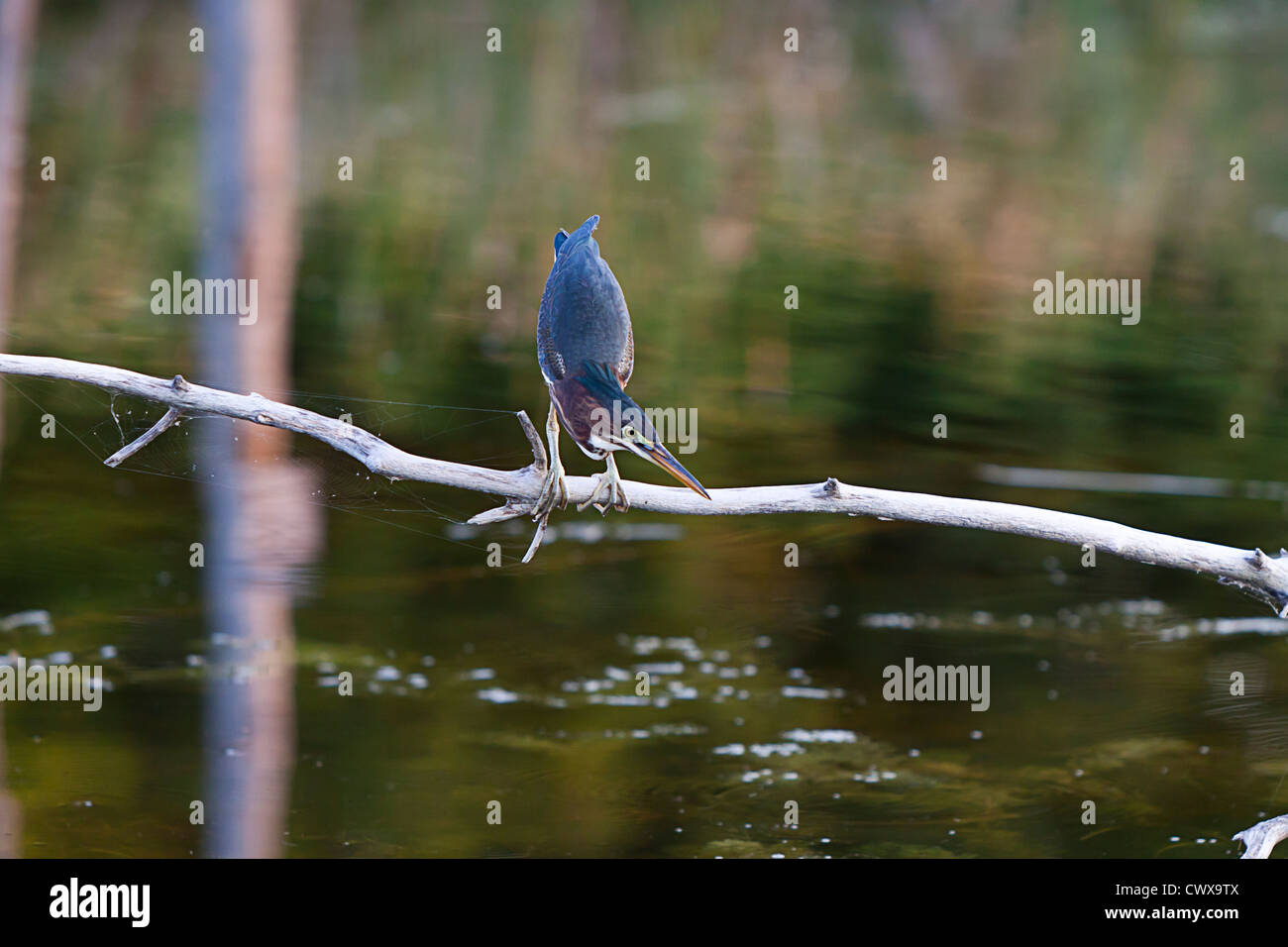 Lesser bittern hi-res stock photography and images - Alamy