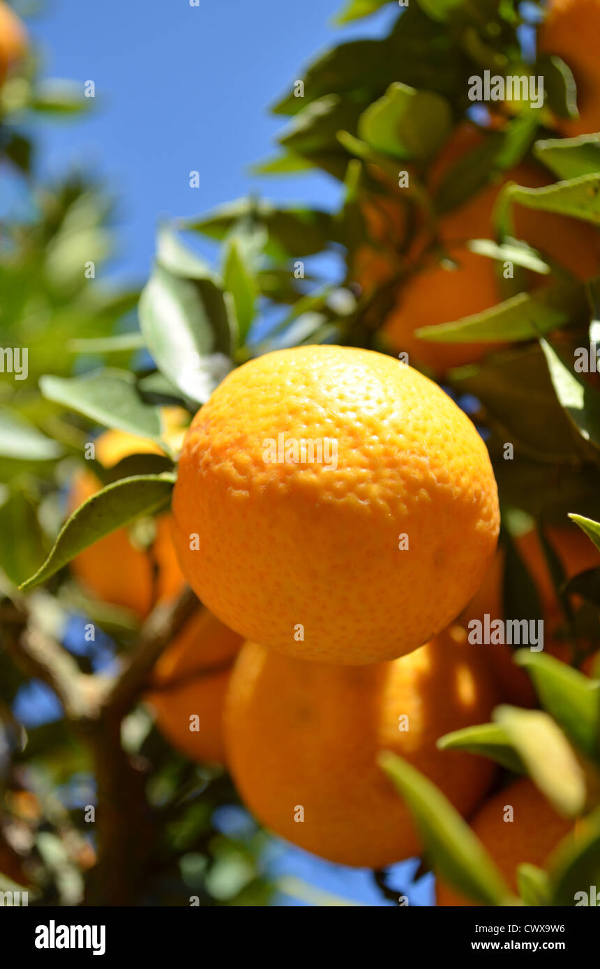 Sour orange hi-res stock photography and images - Alamy